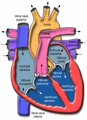 Sistema Circulatorio: Las Partes del Corazón