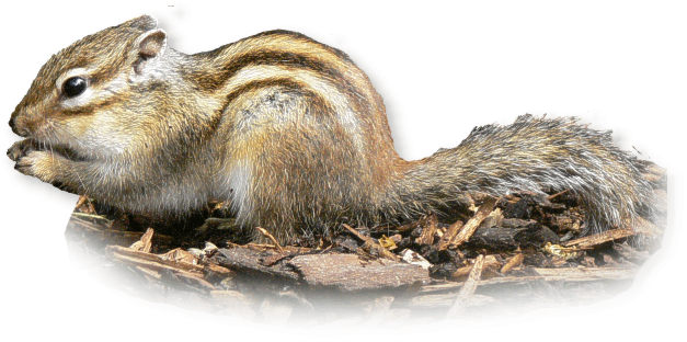 despre animale si pasari: VEVERITE EXOTICE