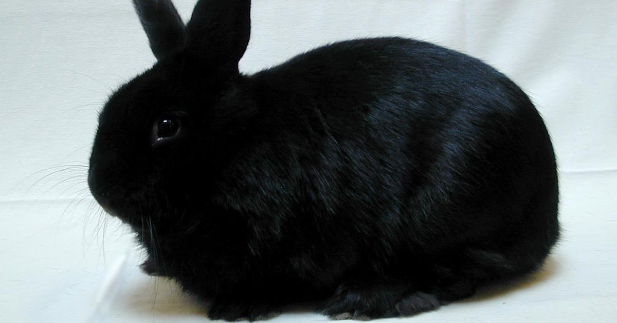 TOTUL DESPRE CRESTERE DE IEPURI: CATEVA RASA DE IEPURI