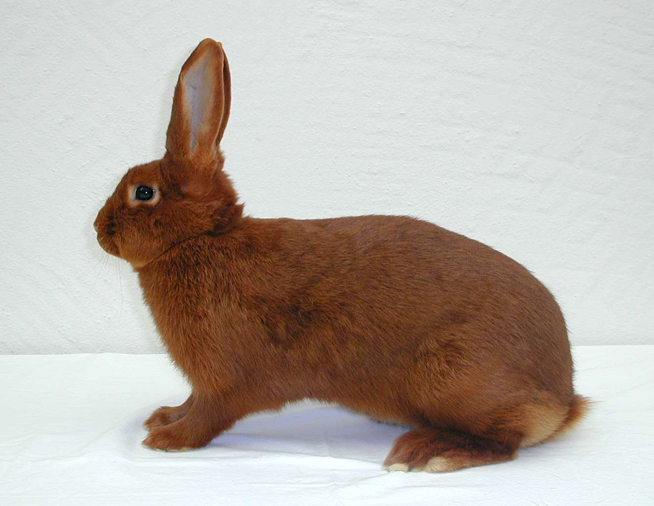 TOTUL DESPRE CRESTERE DE IEPURI: CATEVA RASA DE IEPURI