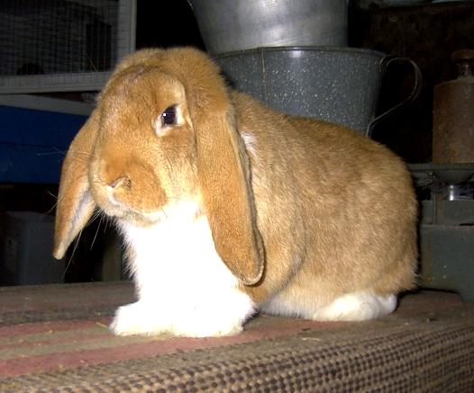 TOTUL DESPRE CRESTERE DE IEPURI: CATEVA RASA DE IEPURI