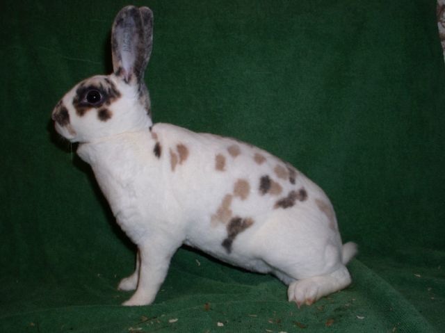 TOTUL DESPRE CRESTERE DE IEPURI: 11/26/10