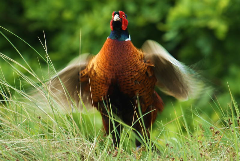 PASARI DE PRODUCTIE: OFERTA FAZAN