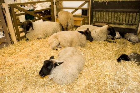 OVINE DE CARNE SI DE LAPTE: OI SUFFOLK