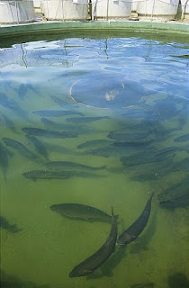 comment c'est fait la Pisciculture??