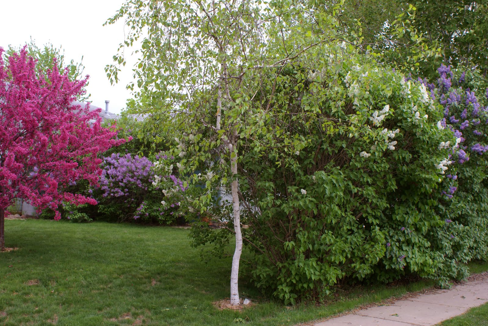 Who will make me laugh: Colors of spring