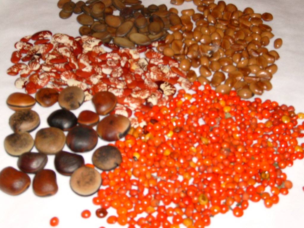 A Natureza: A Natureza: Sementes