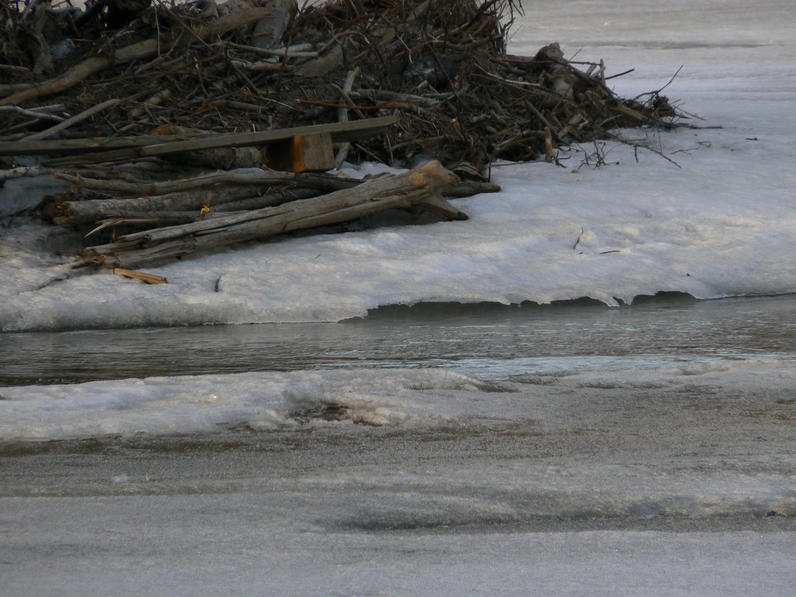 The Comings and goings of a Northern Kiwi: Rotten Ice