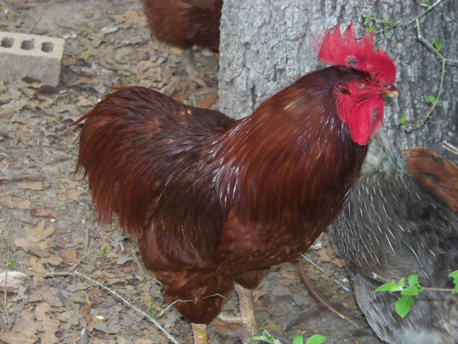 Rooster Hill Farm: Meet our farm animals