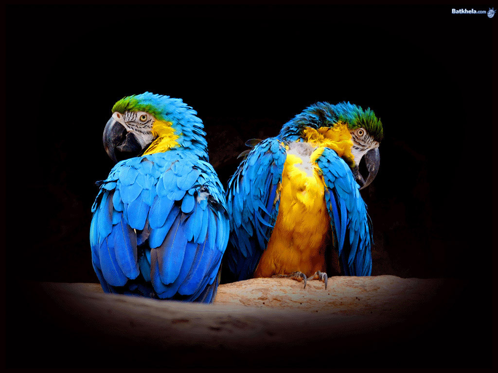 National Geographic Wallpaper Birds | New hd wallon