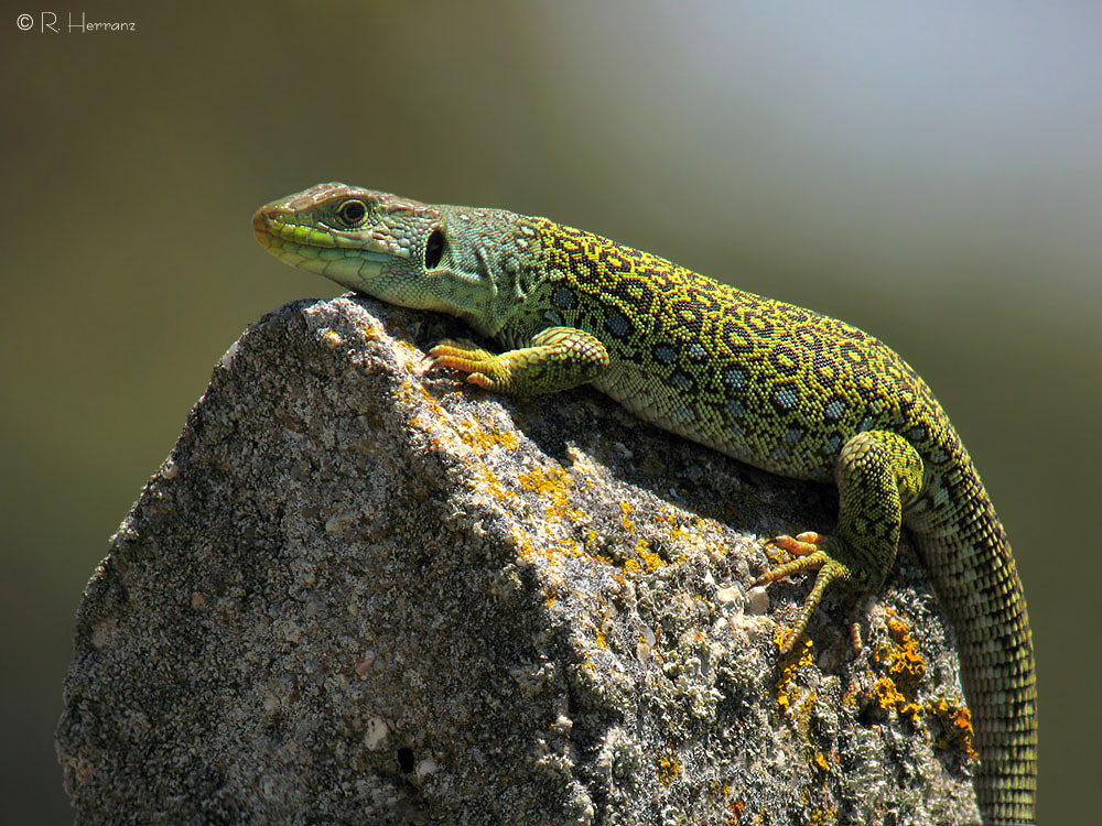 fotosricardo-h: LAGARTO OCELADO - Ocellated Lizard