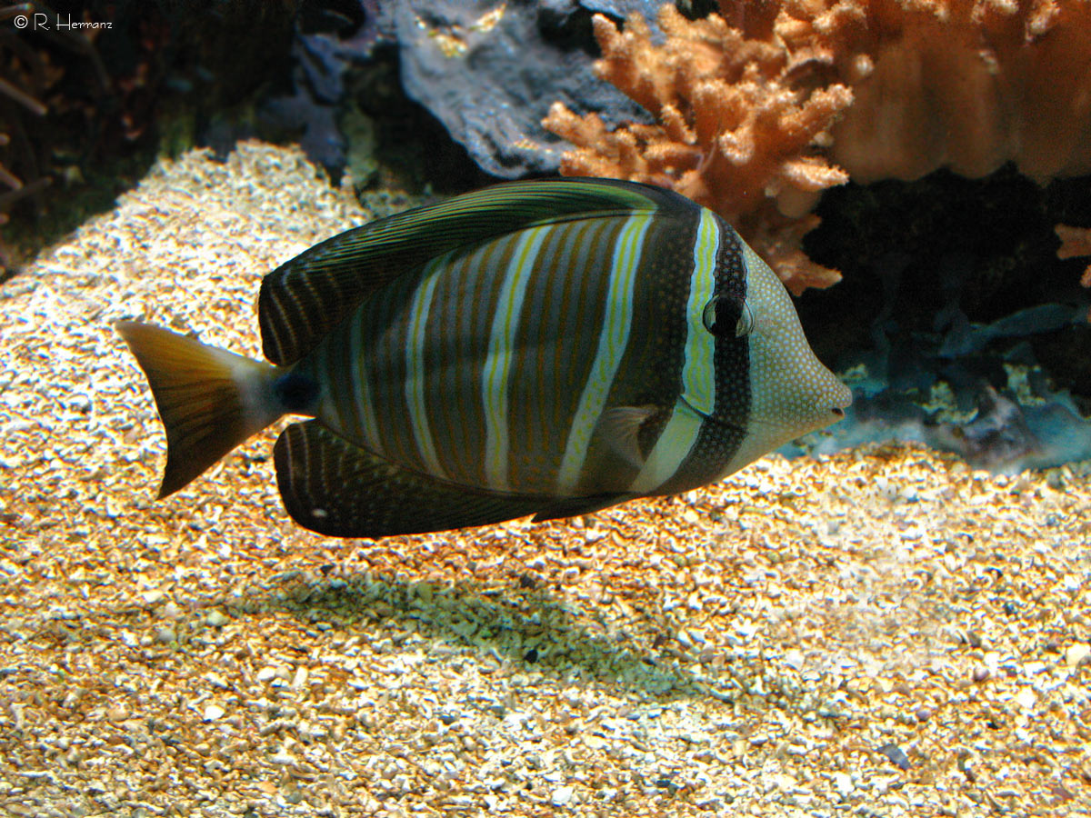 fotosricardo-h: PECES TROPICALES MARINOS (primera parte) - Tropical sea ...