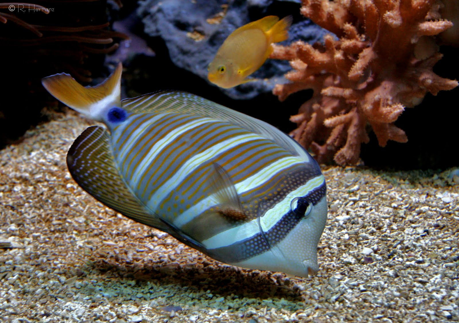 fotosricardo-h: PECES TROPICALES MARINOS (primera parte) - Tropical sea ...