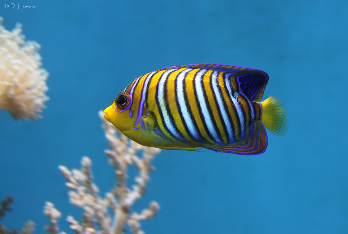 fotosricardo-h: PECES TROPICALES MARINOS (primera parte) - Tropical sea ...