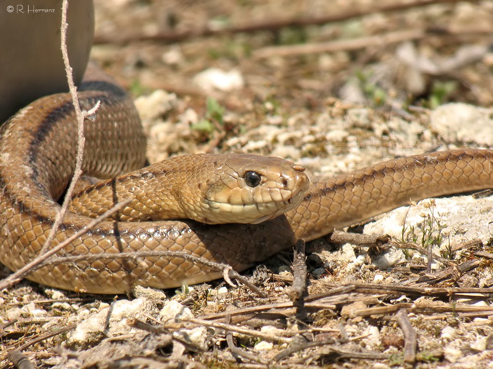 fotosricardo-h: CULEBRA DE ESCALERA - Ladder Snake