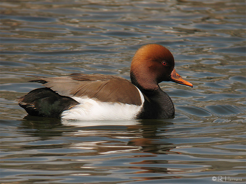fotosricardo-h: PATO COLORADO I - Red-crested pochard I