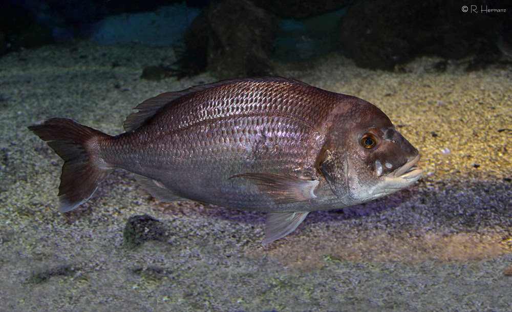 fotosricardo-h: PECES DEL LITORAL ESPAÑOL I: Espáridos - Spanish sea fish I