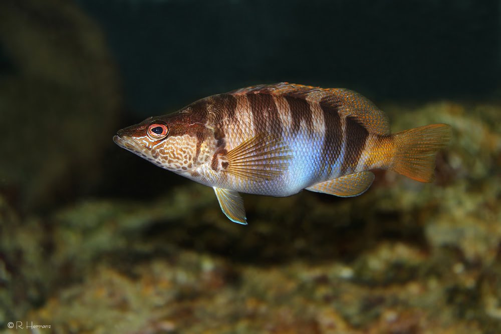 fotosricardo-h: PECES DEL LITORAL ESPAÑOL II: Serránidos - Spanish sea ...