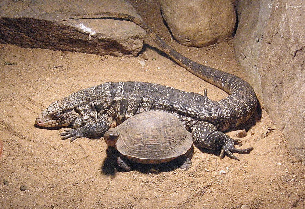 fotosricardo-h: SAURIOS - Sauria