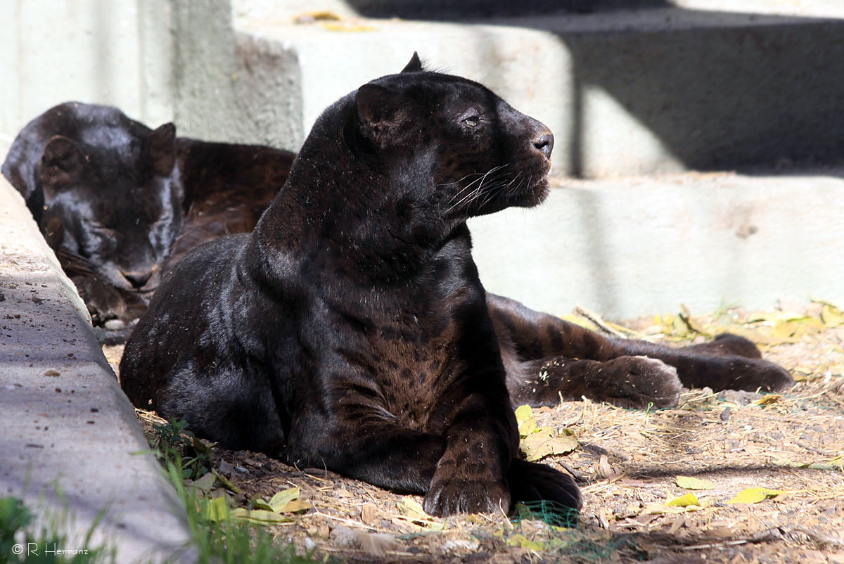 fotosricardo-h: PANTERA NEGRA o LEOPARDO MELÁNICO - Black Panther or ...