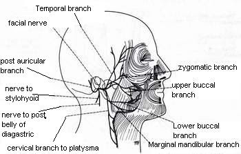 Cranial Nerves: FACIAL NERVE: