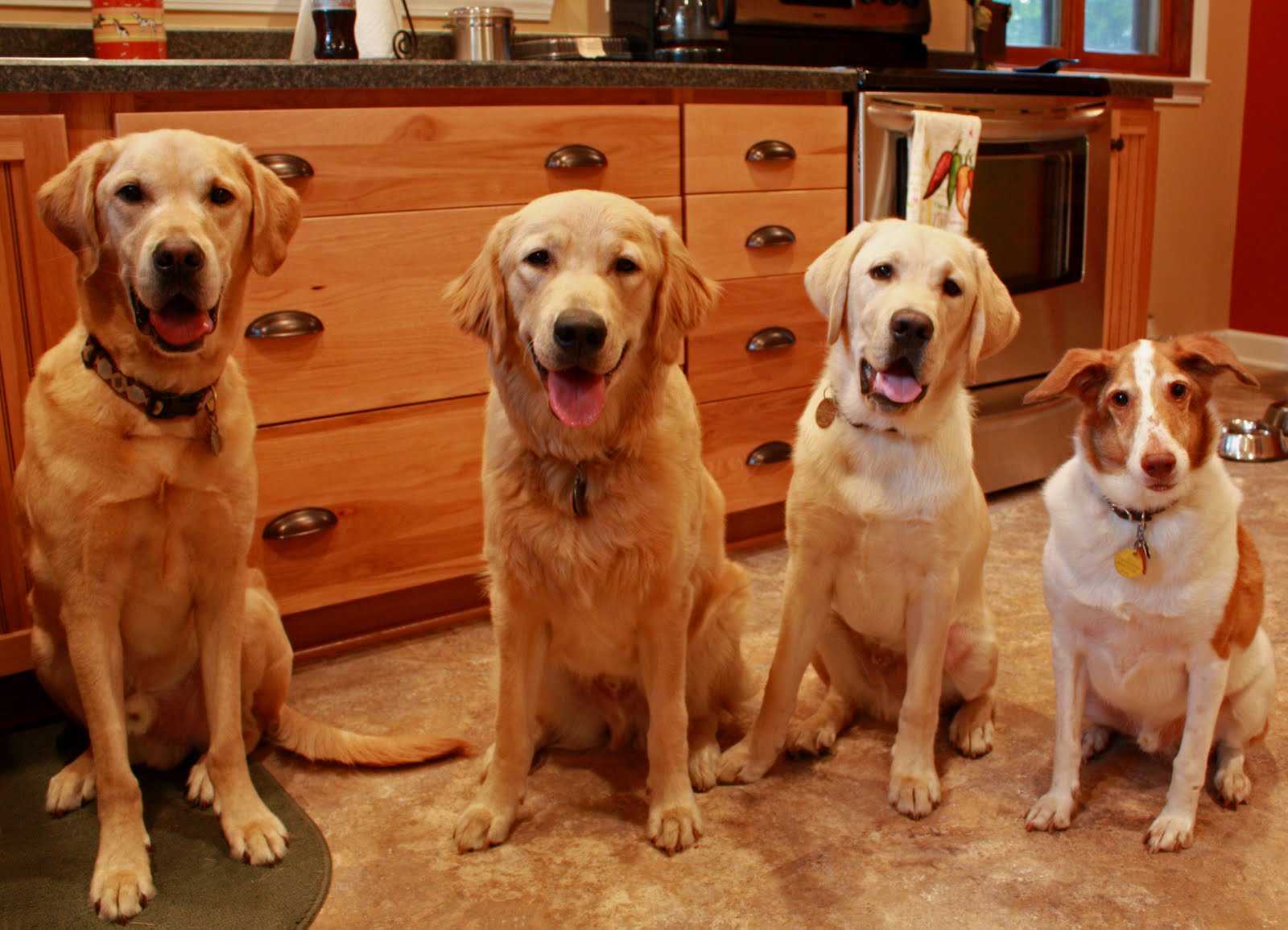 Raising a Super Dog - moved to rasuperdog.com: Four Dog Night