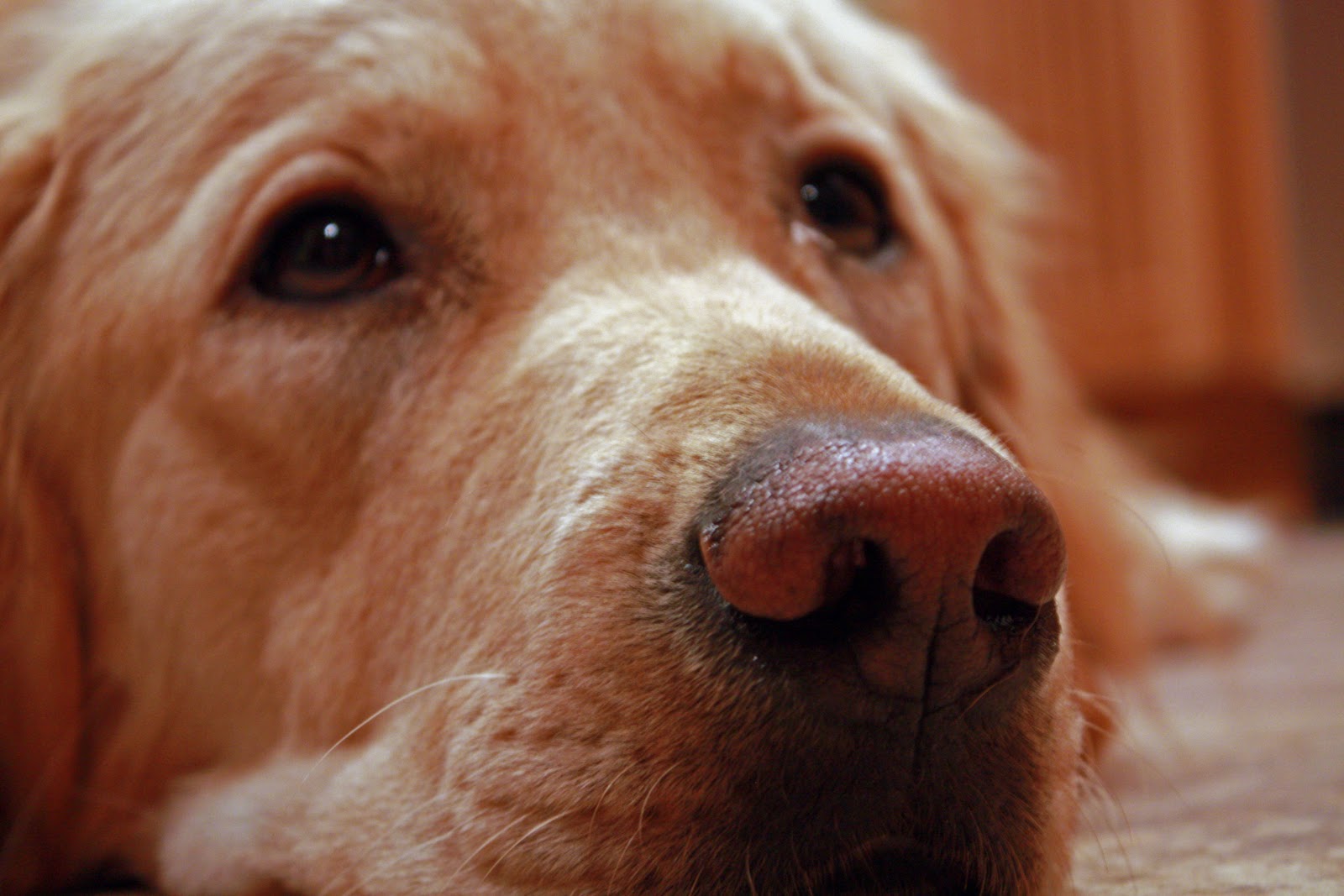 Snapshot Journey: Day 23: Dudley nose