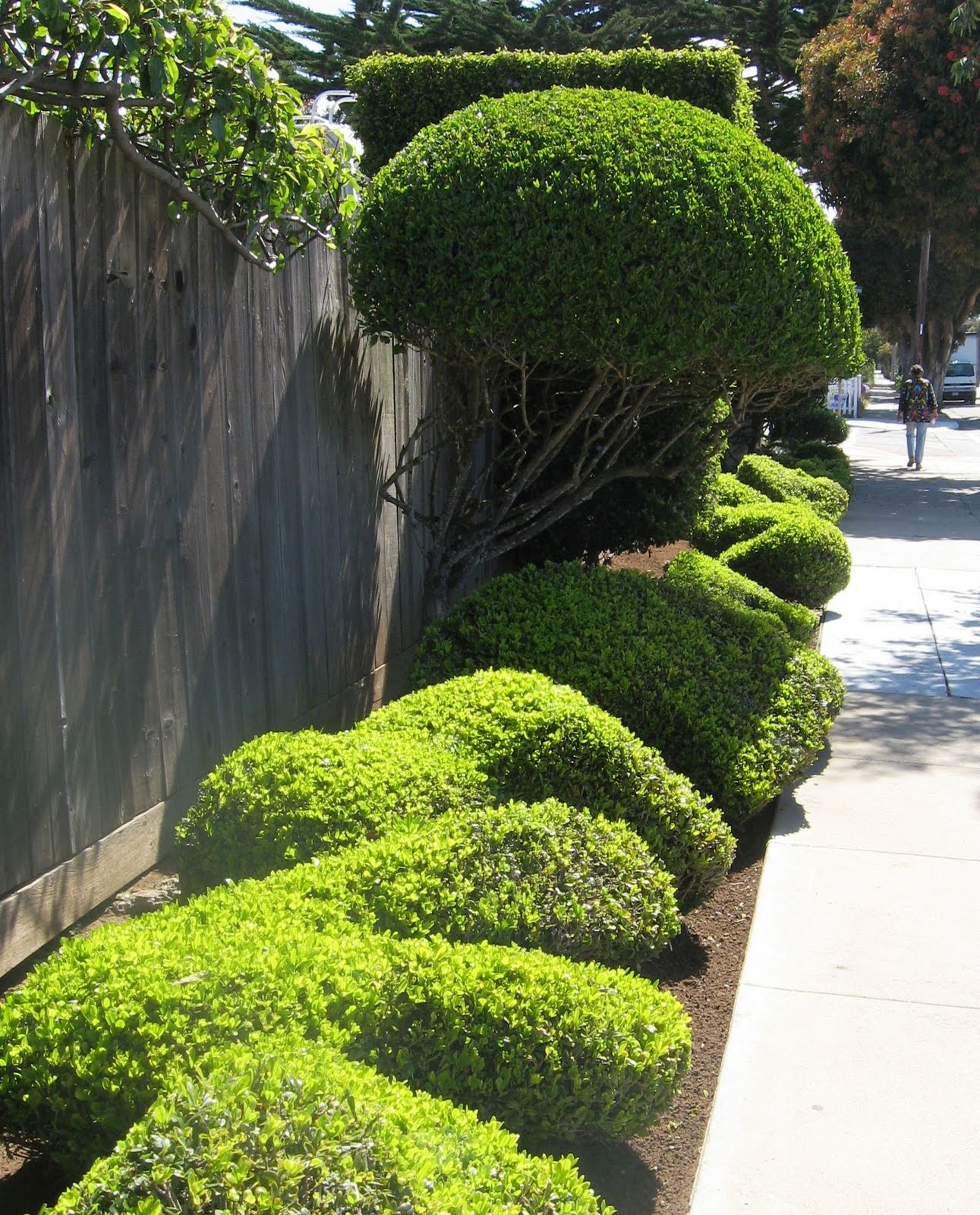 Topiaries in Morro Bay, CA