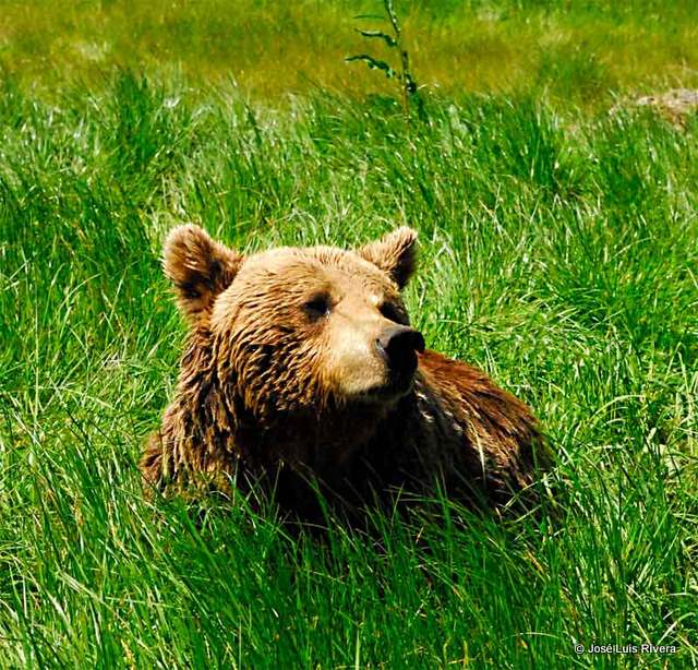 Wildlife Spain wildlife-spain