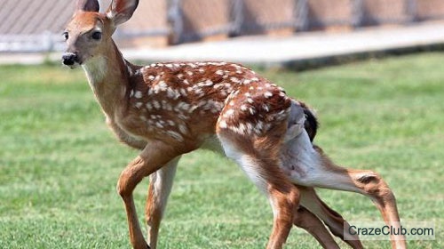 Conjoined Animals : Amazing Nature Creation ~ Fun Blog