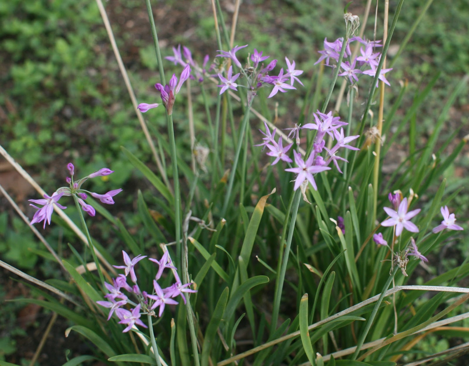 Society Garlic: late garden bloggers' bloom day