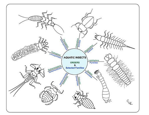 Aquatic Insect Class Prep Materials | SERC Home School