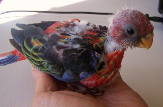 Talking 'Bout Birds: Baby Parrots For Sale