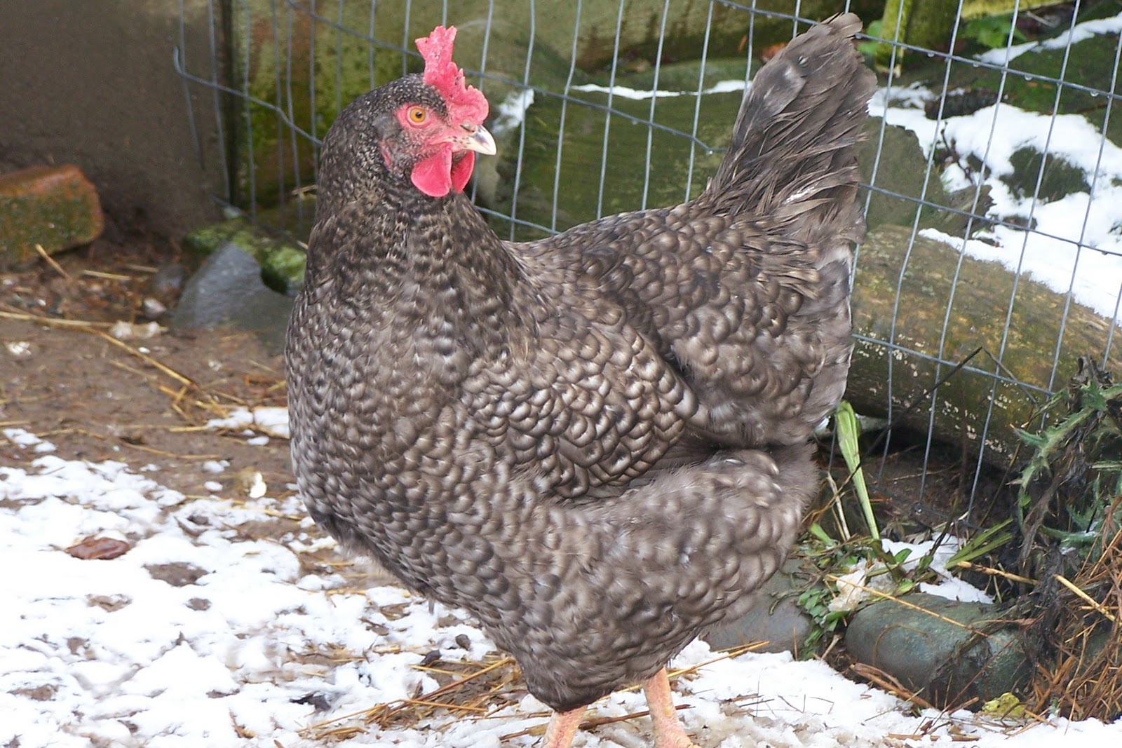 Sherry's Crazy Menagerie: Cuckoo Marans Flock