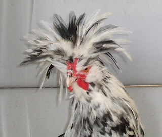 Sherry's Crazy Menagerie: Golden Laced Polish X Mottled Houdan Project