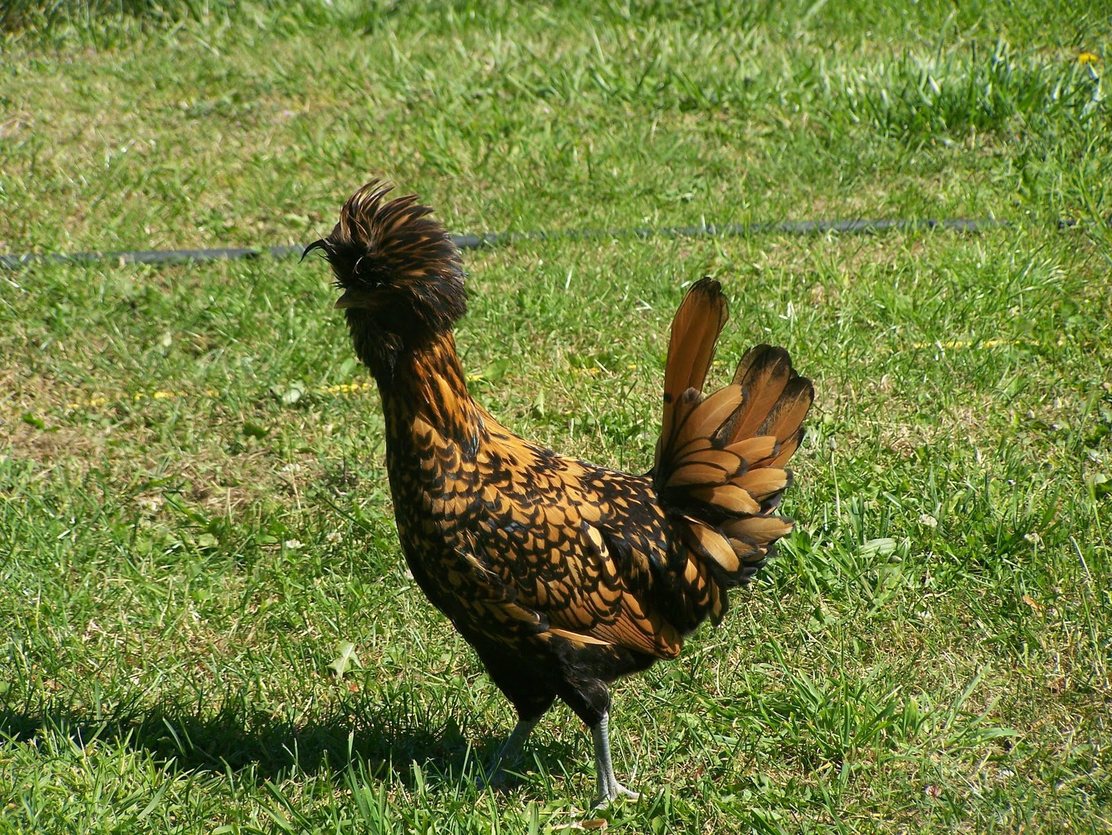 Sherry's Crazy Menagerie: Golden Laced Polish X Mottled Houdan Project