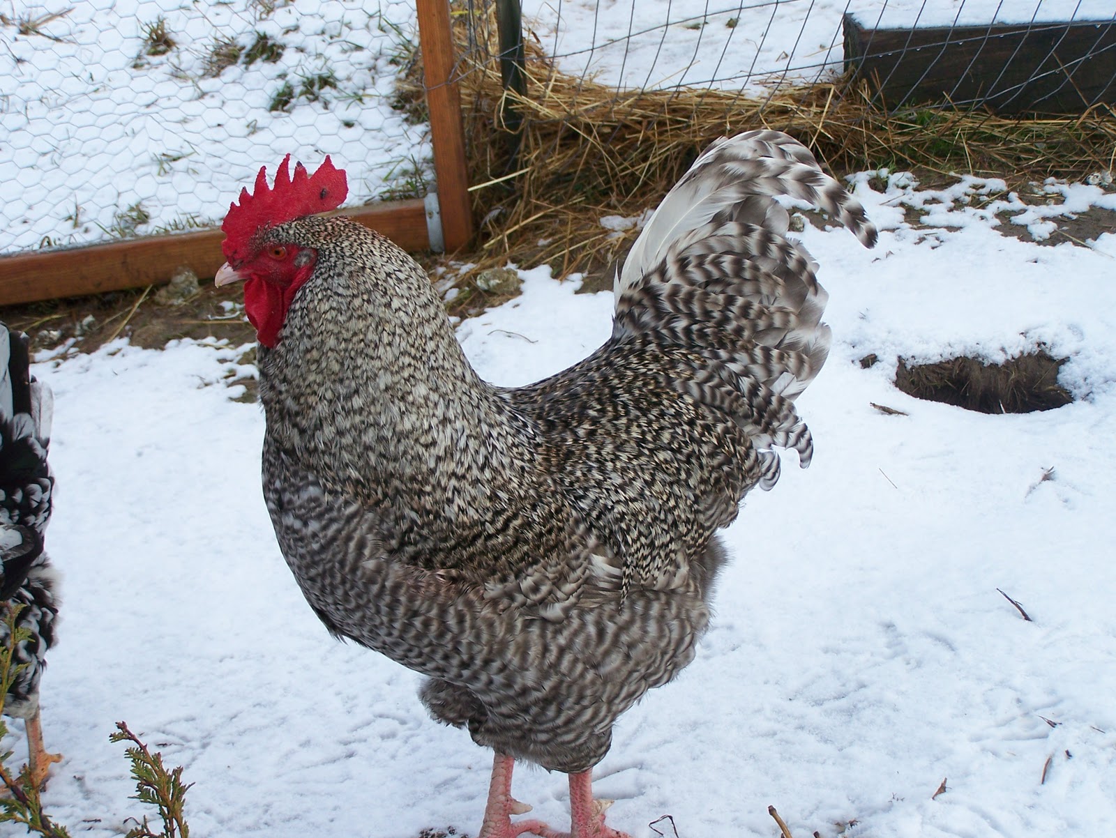 Sherry's Crazy Menagerie: Olive Egger Project