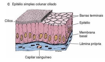 Histologia Animal: Tecidos Epiteliai