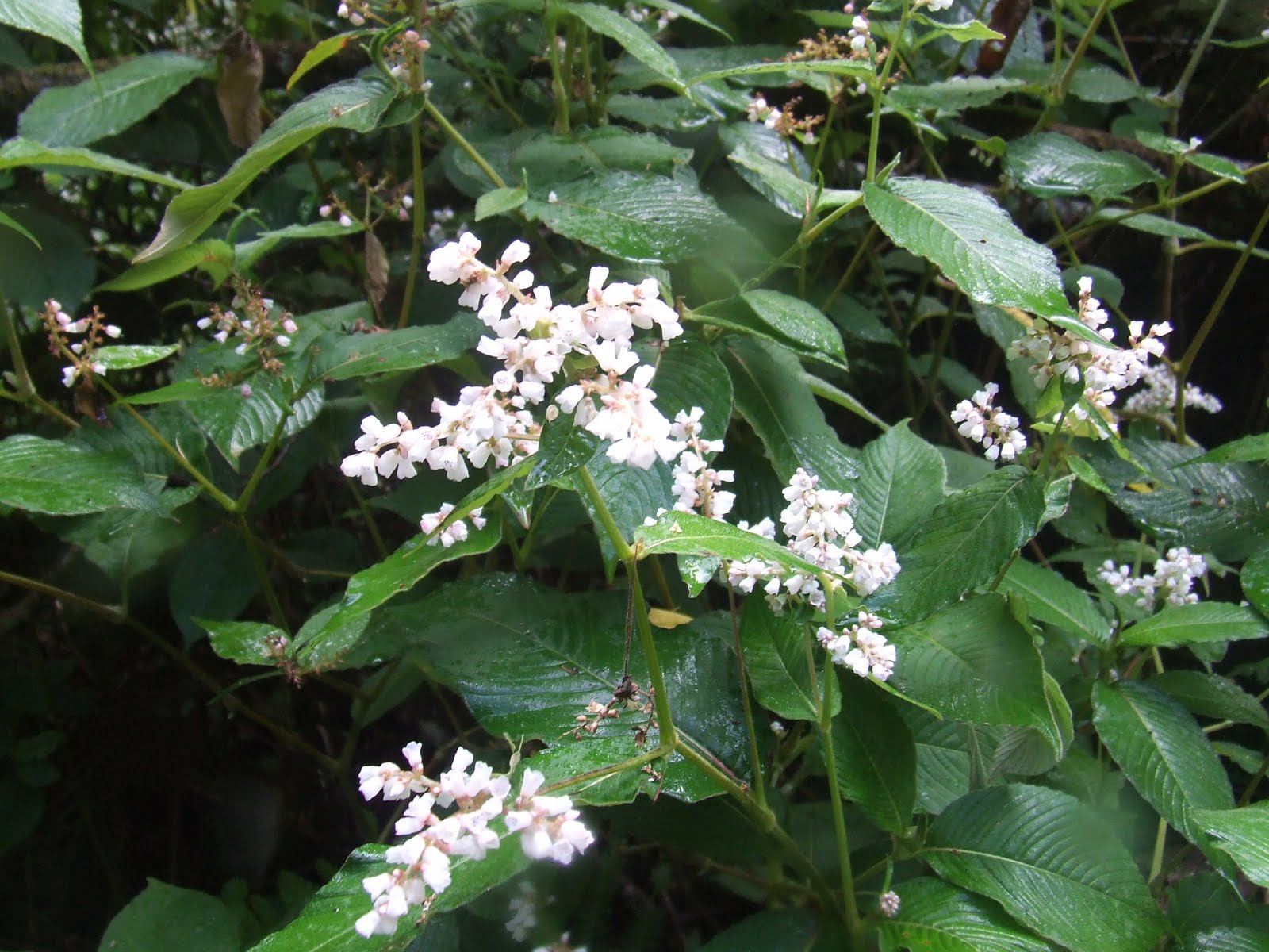 Scottish invasives: Polygonum?