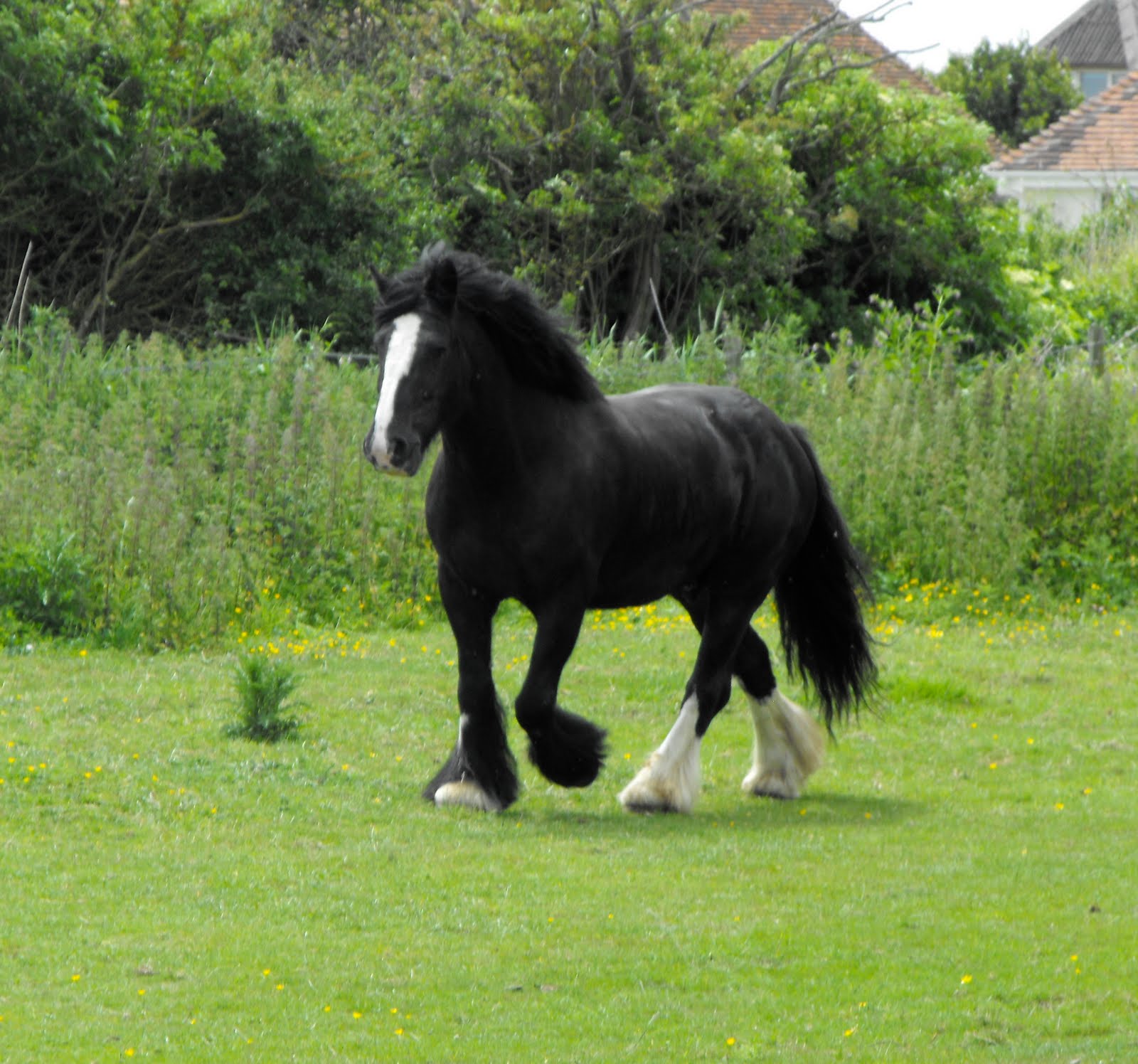 My Parelli Natural Horsemanship Journey: JUNE 2010