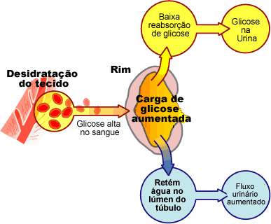 Práticas de Biologia: TESTE PARA GLICOSE