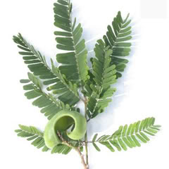 Tehnik Budidaya Sengon dengan NASA - Distributor Produk Natural Nusantara