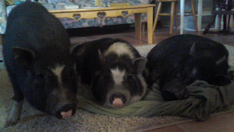 Pot-bellied pig page: Pig Tusks