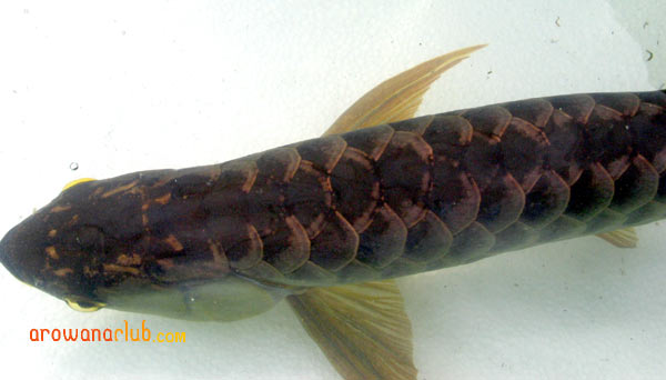 Asian Arowana: KIM KANG AQUACULTURE