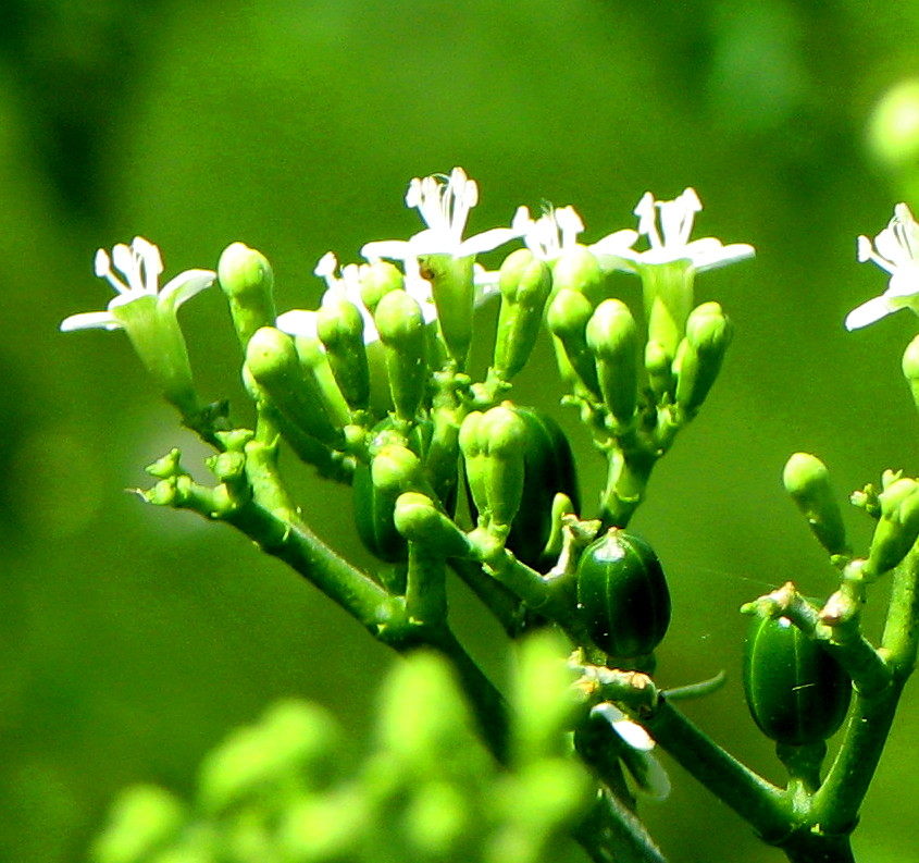The Back Forty: Chaya as an Edible Hedge