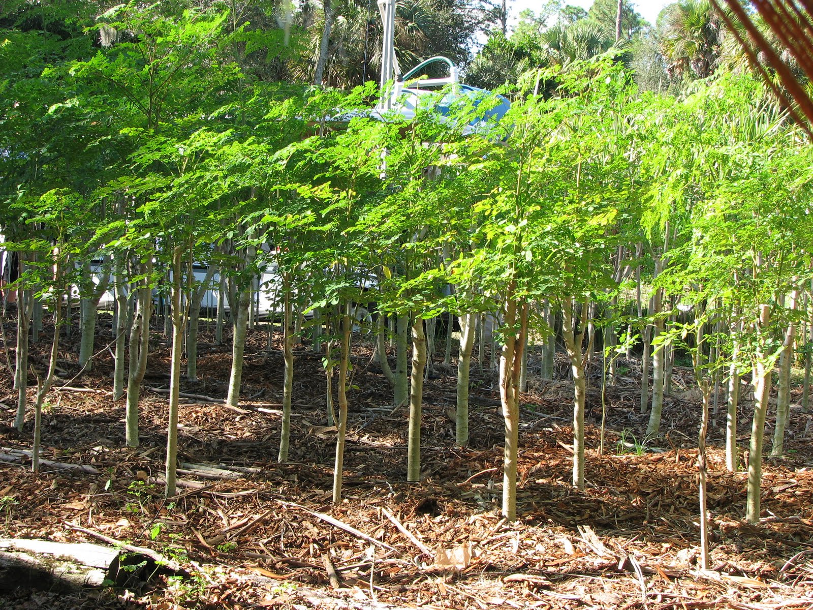 The Back Forty: Moringa/Molunggay: Part Two