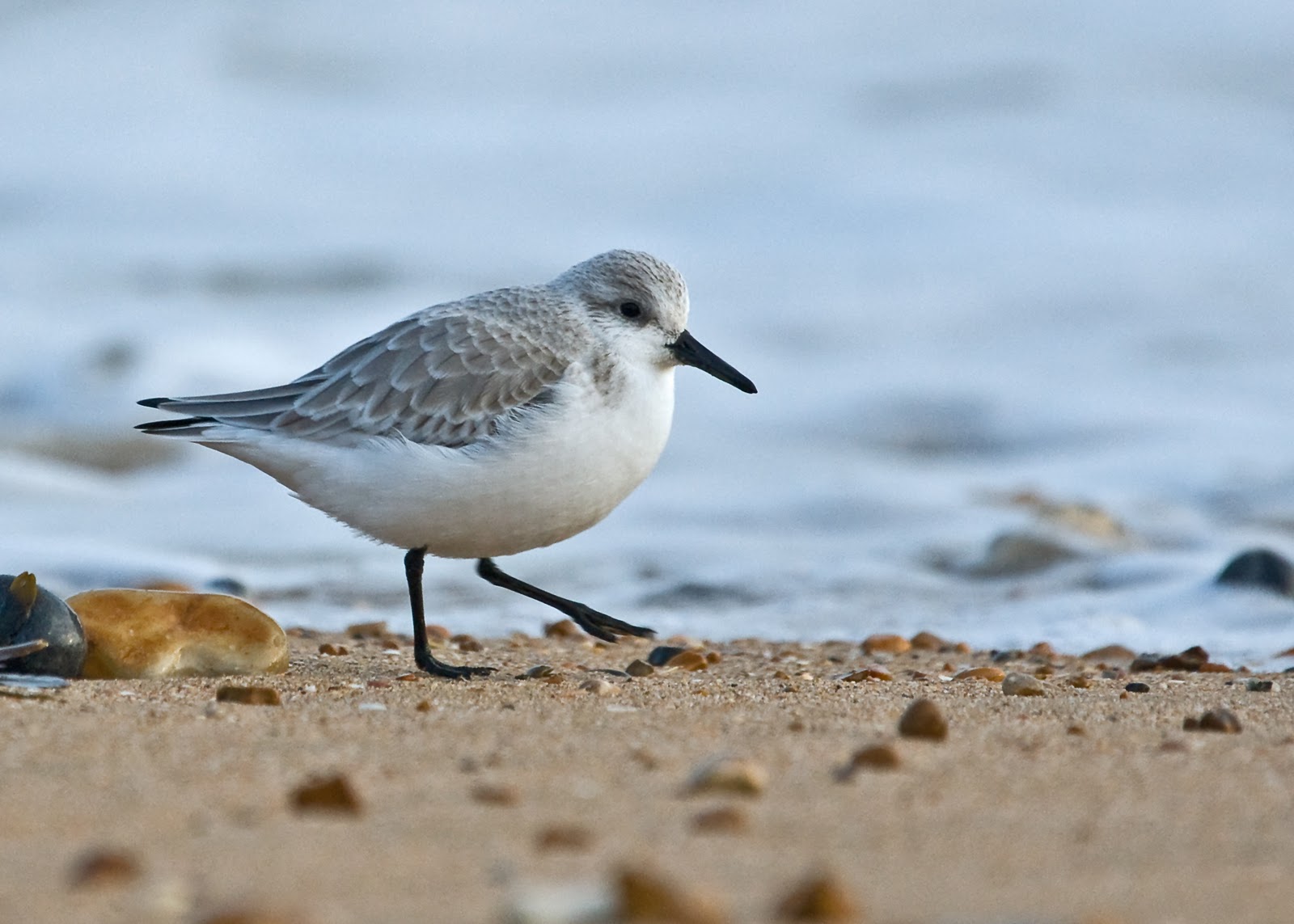 Greater Kent Birder: January 2011