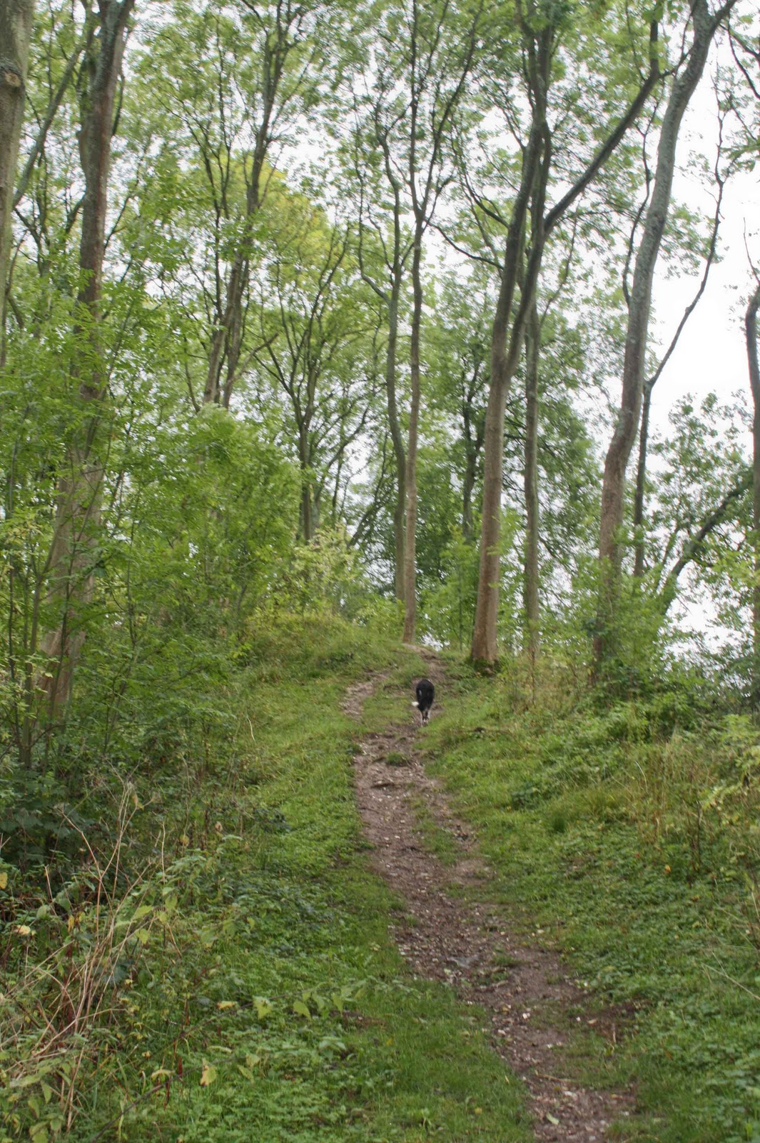 Paws Under the Table: Grim's Ditch - Nuffield & The Crown Pub.