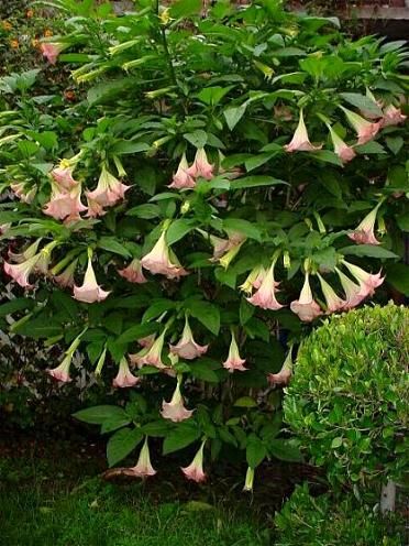 Apuntes de nahuatl: Enlace sobre drogas de plantas mexicanas