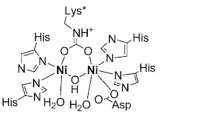 Al-Químicos: Ureasa: primera enzima en ser cristalizada